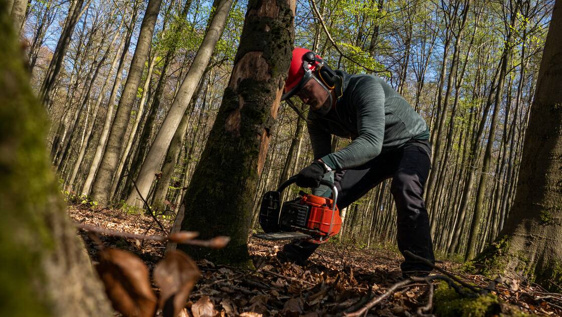 Huntlocal.net | Safety tips for first year tree cutting professionals
